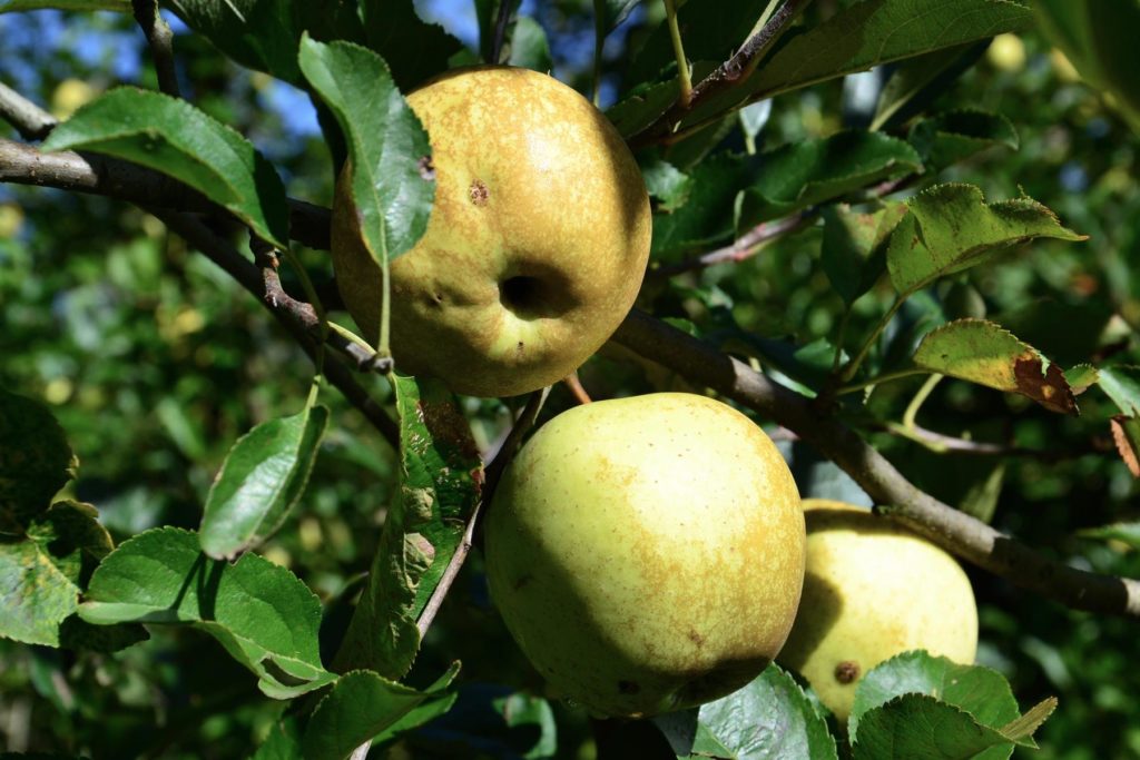 Il Giardino della Frutta | Mele