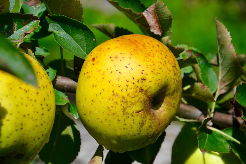 Il Giardino della Frutta | Mele