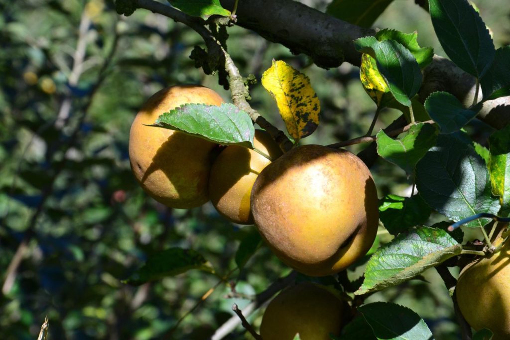 Il Giardino della Frutta | Mele