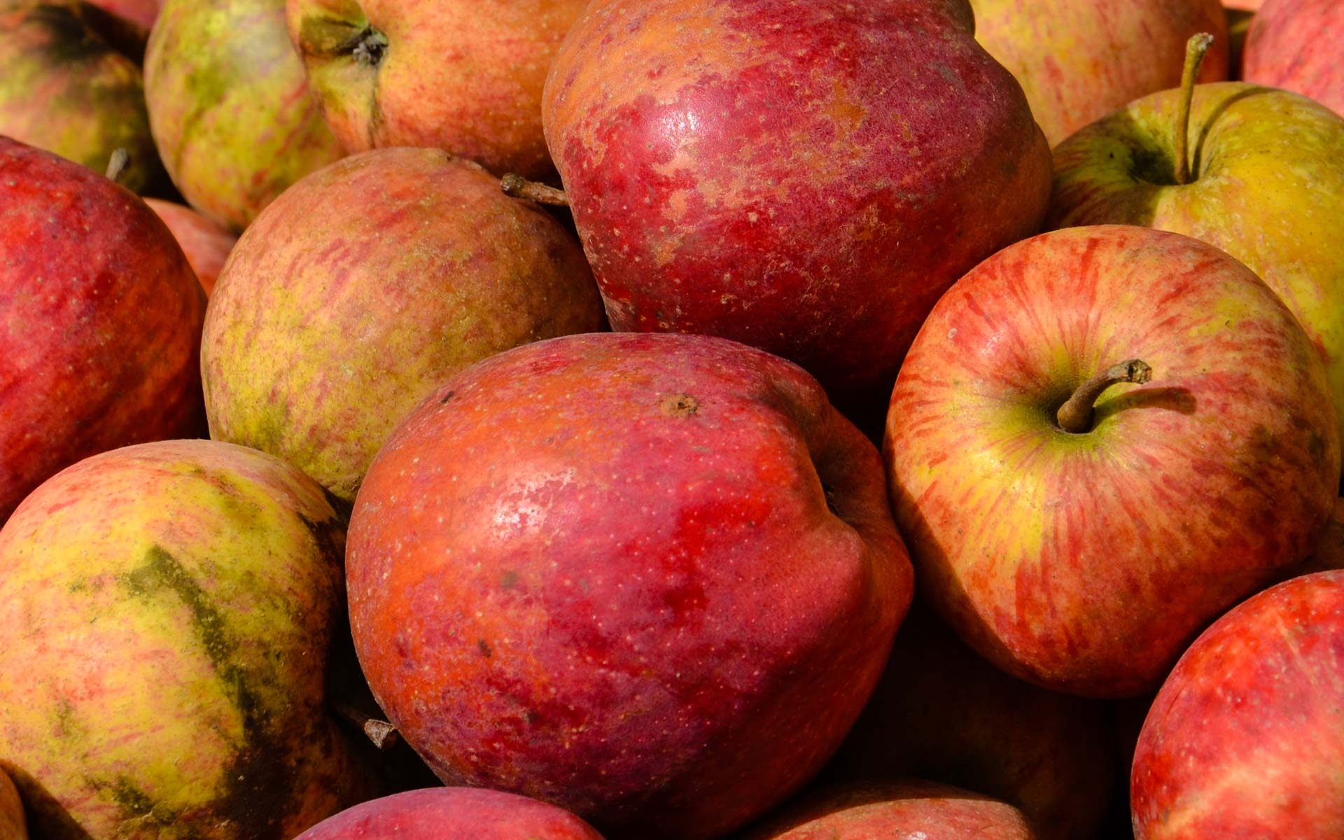 Il Giardino della Frutta | Mele